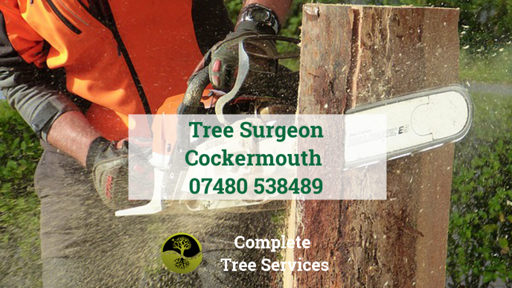 Tree Surgeons Barrow Island Residential & Commercial Tree Removal Services